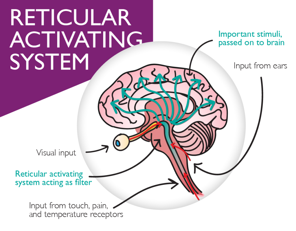 reticular-system - The Practice of Positive Leadership